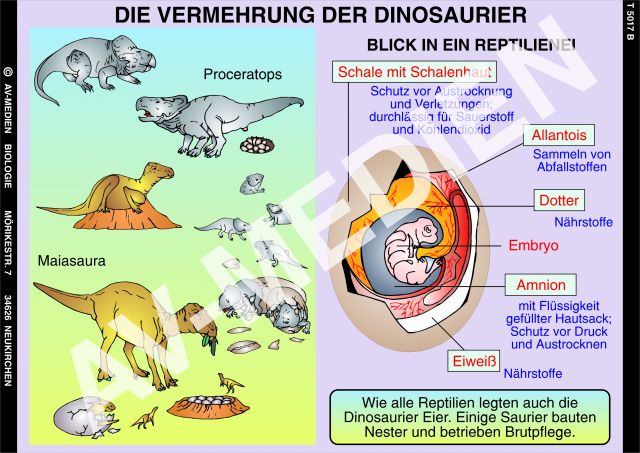 Ern hrung Und Vermehrung Der Dinosaurier AV Medien Onlineshop Ern hrung Und Vermehrung Der Dinosaurier AV Medien Onlineshop